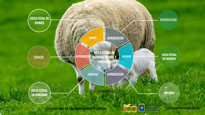 CICLO ESTRAL EN VACUNOS OVINOS Y CERDOS by luis Vilela on Prezi