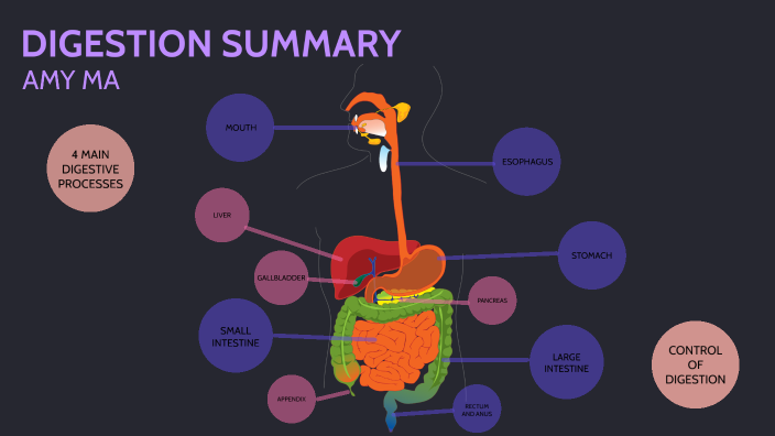 Digestion Summary by Amy Ma on Prezi