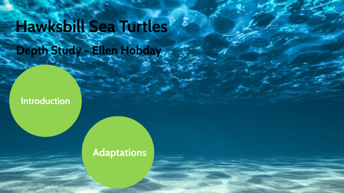 Hawksbill Sea Turtle by Ellen Hobday