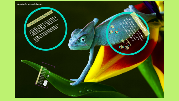 Adaptaciones morfologicas by bry ram on Prezi