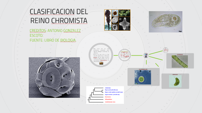 CLASIFICACION DEL REINO CHROMISTA by Antonio gonzalez on Prezi