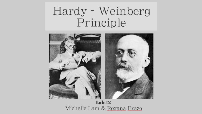 Hardy Weinberg equilibrium by michelle lam on Prezi