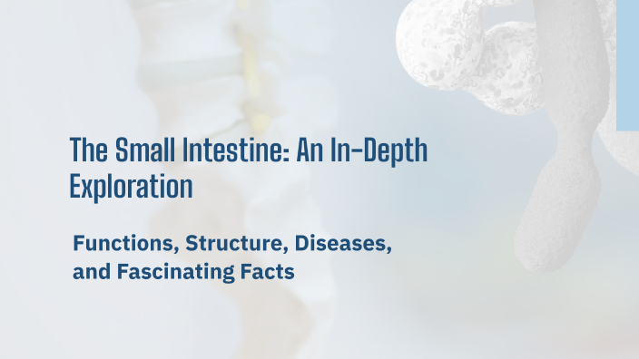 The Small Intestine: An In-Depth Exploration by Gürcünaz İnal on Prezi