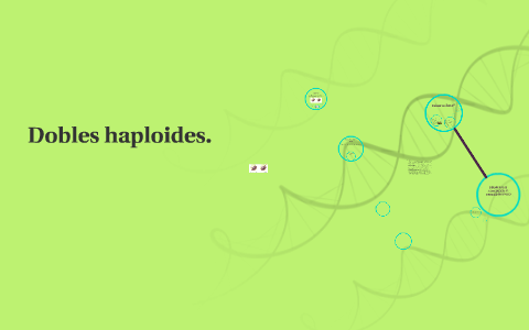 Dobles haploides. by fernanda barrientos on Prezi
