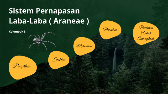 Pernapasan Laba Laba by ZAHRA GHAILANI FADHILLA on Prezi