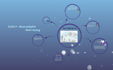 SCJELLY - Moon jellyfish life cycle by Bobo Huang on Prezi