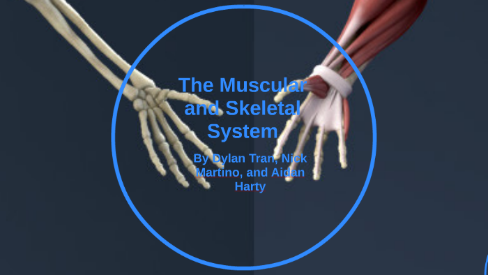 The Muscular and Skeletal System by Aidan Harty