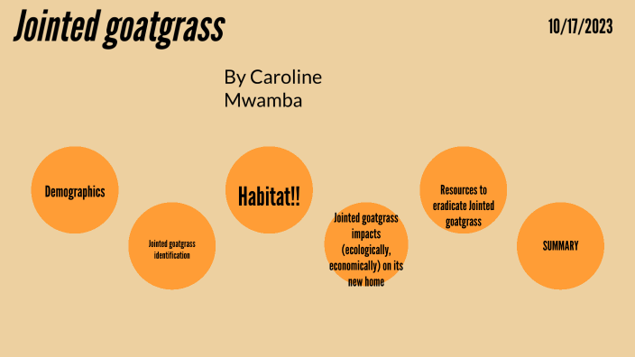 Invasive Species (Jointed goatgrass) presentation by Caroline Mwamba on ...