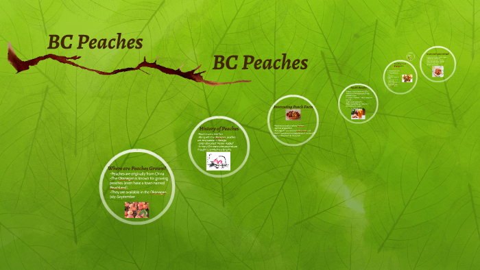 BC Peaches by aisha caynab on Prezi