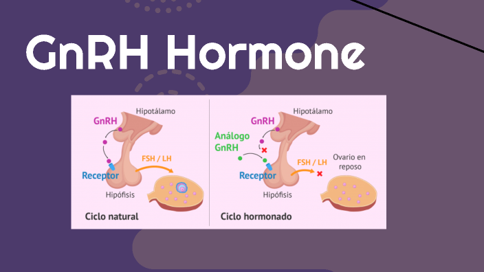GnRH Hormone by Emily Pérez on Prezi