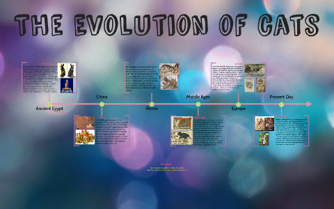 The Evolution Of Cats by Iona W on Prezi