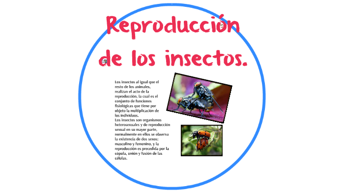 Reproducción de los insectos. by Roberto Obregón Salinas on Prezi