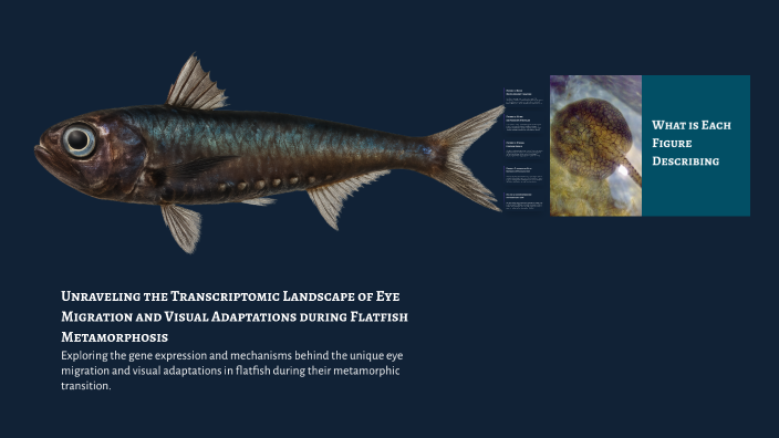 Unraveling the Transcriptomic Landscape of Eye Migration and Visual ...