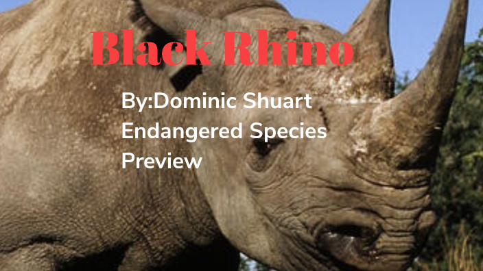 Black Rhino endangered species by Dominic Shuart on Prezi
