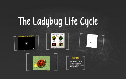 The Ladybug Life Cycle by on Prezi