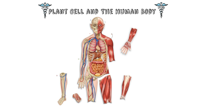 plant human body by Luisa Luna