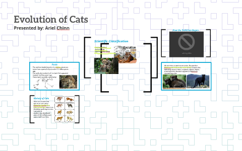 Evolution of Cats by Ariel Chinn on Prezi