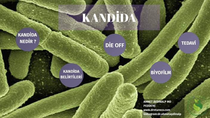 KANDİDA by Ahmet Aydınalp on Prezi