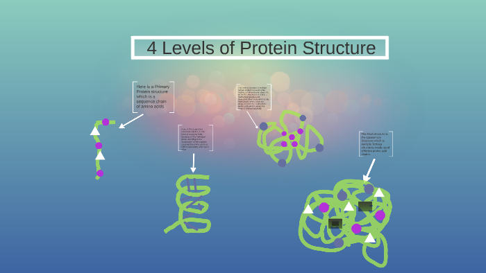 4 Levels of Protein Structure by CJ Caron on Prezi