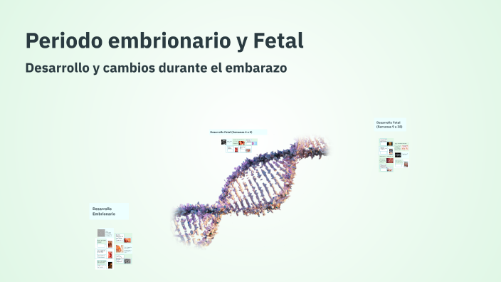 Periodo embrionario y Fetal by FATIMA QUEZADA TORRES on Prezi