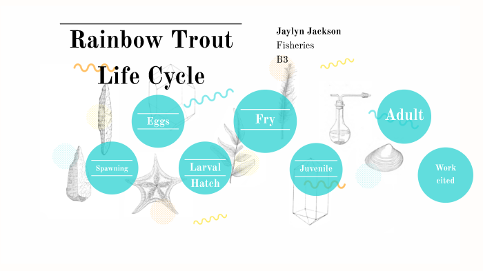 Rainbow Trout Life Cycle by Jaylyn Jackson on Prezi