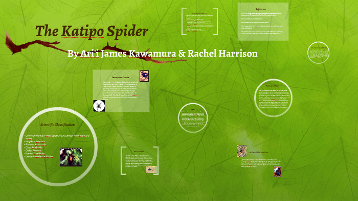 The Katipo Spider by Rachel Harrison on Prezi