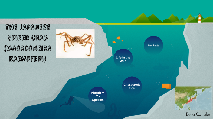 The Japanese Spider Crab by BELLA CANALES on Prezi