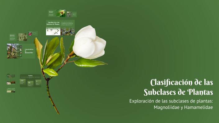 Clasificación de las Subclases de Plantas by Nayeli Caba Castro on Prezi