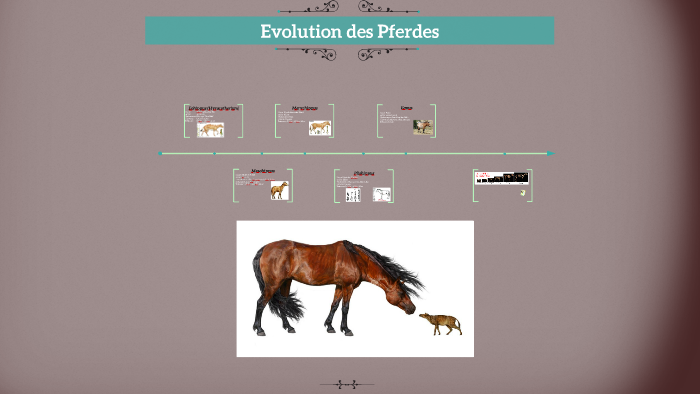 Evolution des Pferdes by Sarah Hardege on Prezi