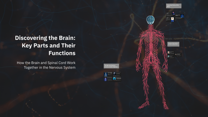 Discovering the Brain: Key Parts and Their Functions by Dina Issa on Prezi