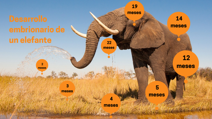 Desarrollo embrionario de un elefante by Javier Daniel Guayanay ...