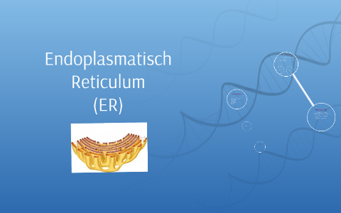 Endoplasmatisch Reticulum by Angelica Vonk on Prezi