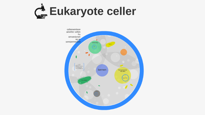 Eukaryote celler by Rebecca Nissen on Prezi