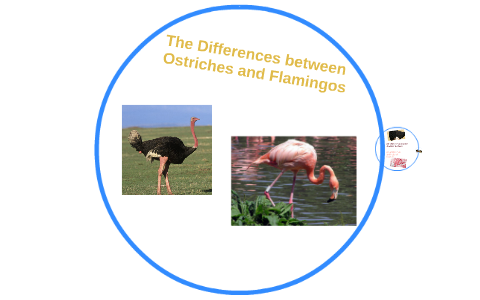 The Differences between Ostriches and Flamingos by jasmine pugh on Prezi