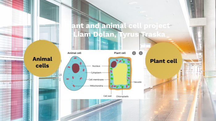 Plant and animal cell project by Liam Dolan on Prezi