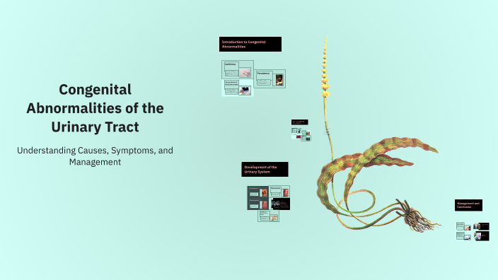 Congenital Abnormalities of the Urinary Tract by Nikola Peric on Prezi