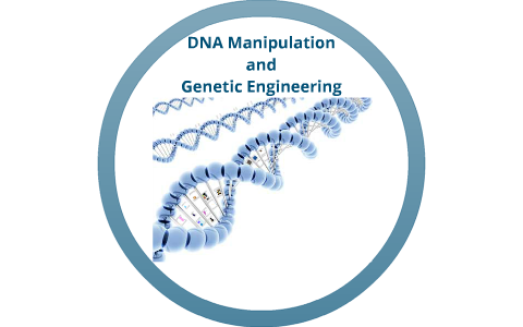 Biology Chapter 13 Section 2 Manipulating DNA and Genetic Engineering by Mark Meredith on Prezi