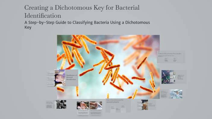 Creating a Dichotomous Key for Bacterial Identification by Nolan S on Prezi