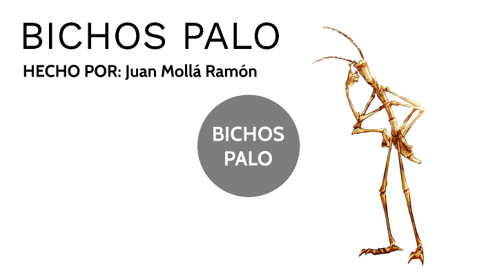 Bichos palo by Juan Mollá Ramón on Prezi