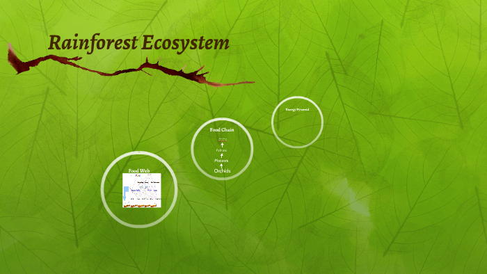 Rainforest Ecosystem by Amanda Halpin on Prezi