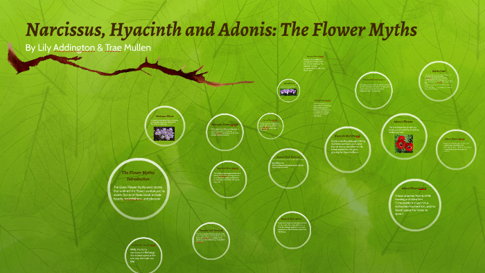 Narcissus, Hyacinth and Adonis: The Flower Myths by Lily Addington on Prezi