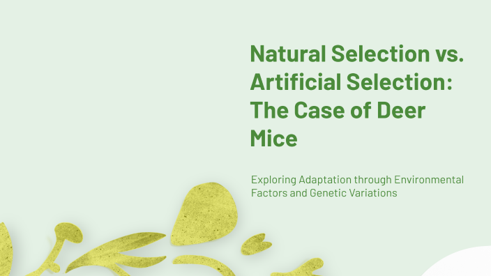 Natural Selection vs. Artificial Selection: The Case of Deer Mice by ...