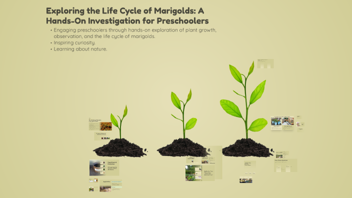 Exploring the Life Cycle of Marigolds: A Hands-On Investigation for ...