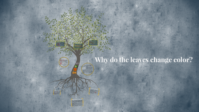 Why Do The Leaves Change Color By Brittany Fortier why-do-the-leaves-change-color-by-brittany-fortier