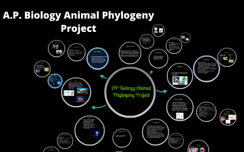 A.P. Biology Animal Phylogeny Project by Garrett Sandoval on Prezi
