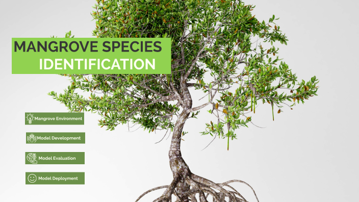 Mangrove Identification by premsyeol toki on Prezi