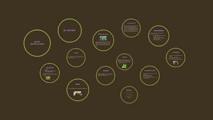 Hydrilla by Leah Rietz