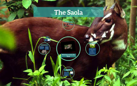 The Saola by Sean Murray on Prezi