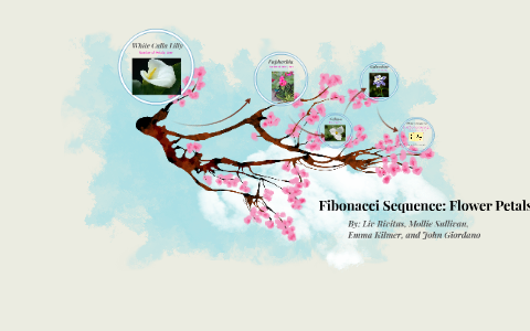 Fibonacci Sequence: Flower Petals by Liv Rivituso on Prezi