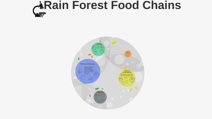 Rain Forest Food Chains by Hannah Walker on Prezi